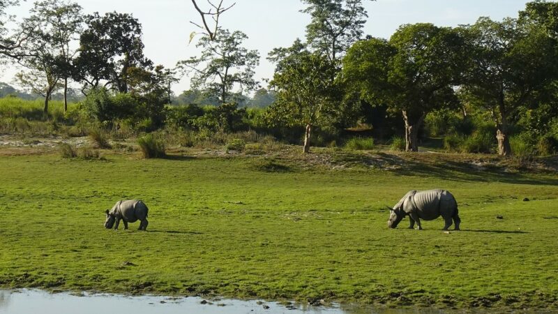 Jadav Payeng The Forest Man Of India Who Planted An Entire Molai Forest